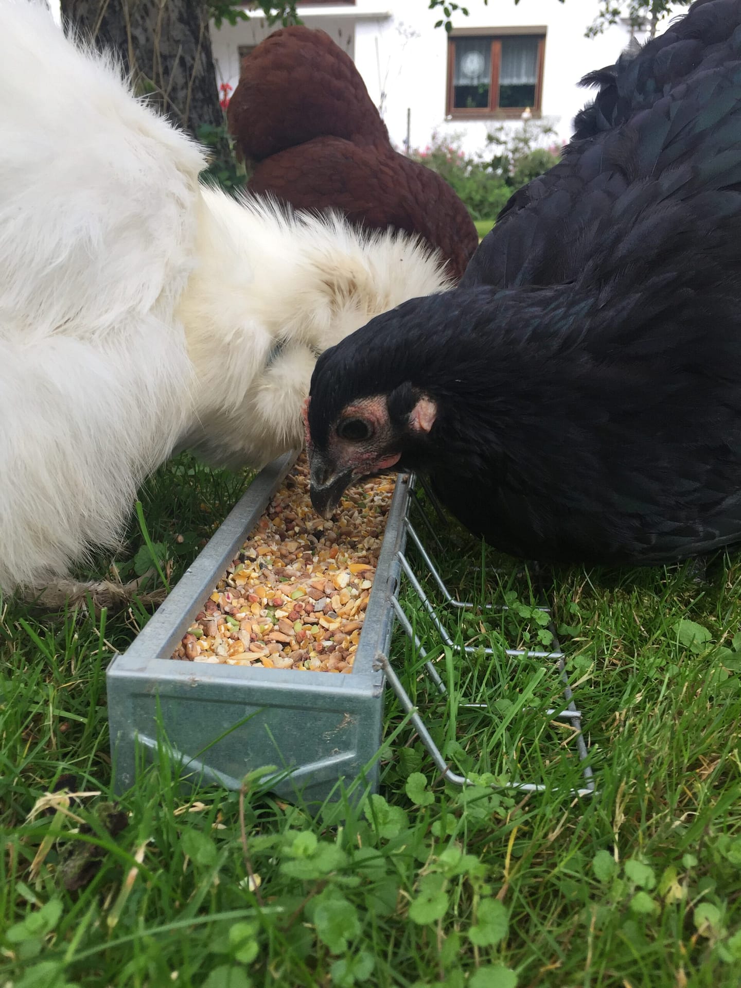 Hühnerfutter - Hühner Wissen